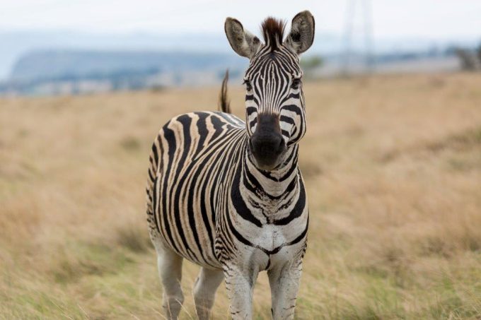 Lake Eland Game Reserve > Relax - There is so much do...