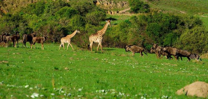 Lake Eland Game Reserve > Relax - There is so much do...